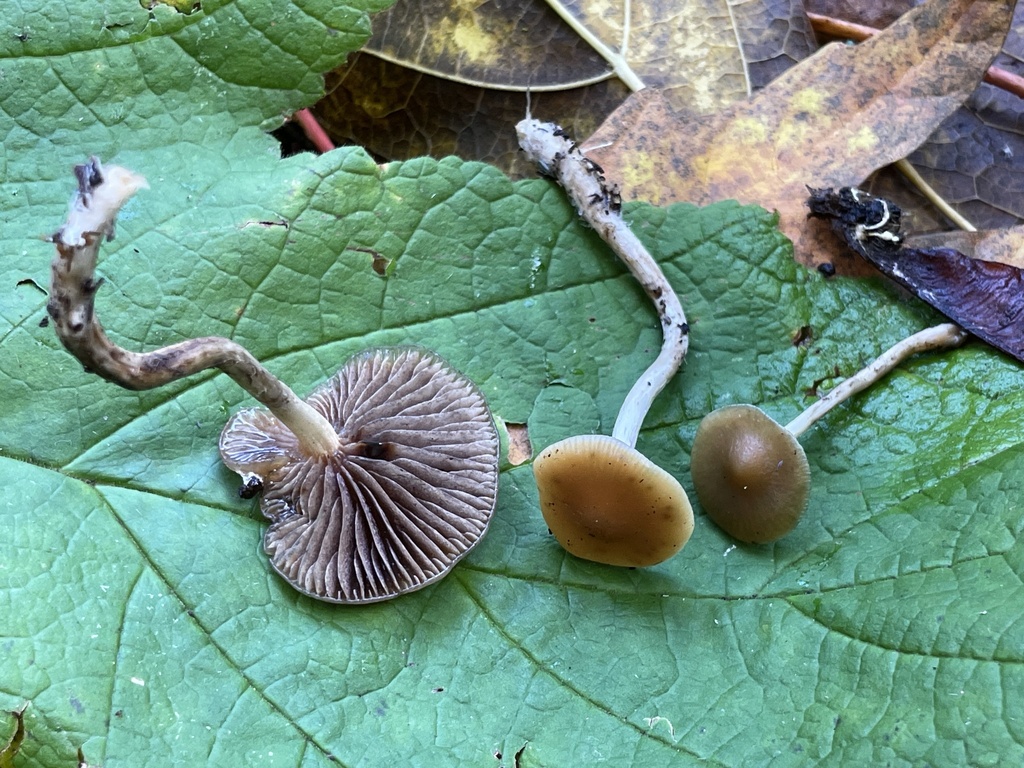 Wavy Cap in November 2023 by ym_wang_pnw · iNaturalist