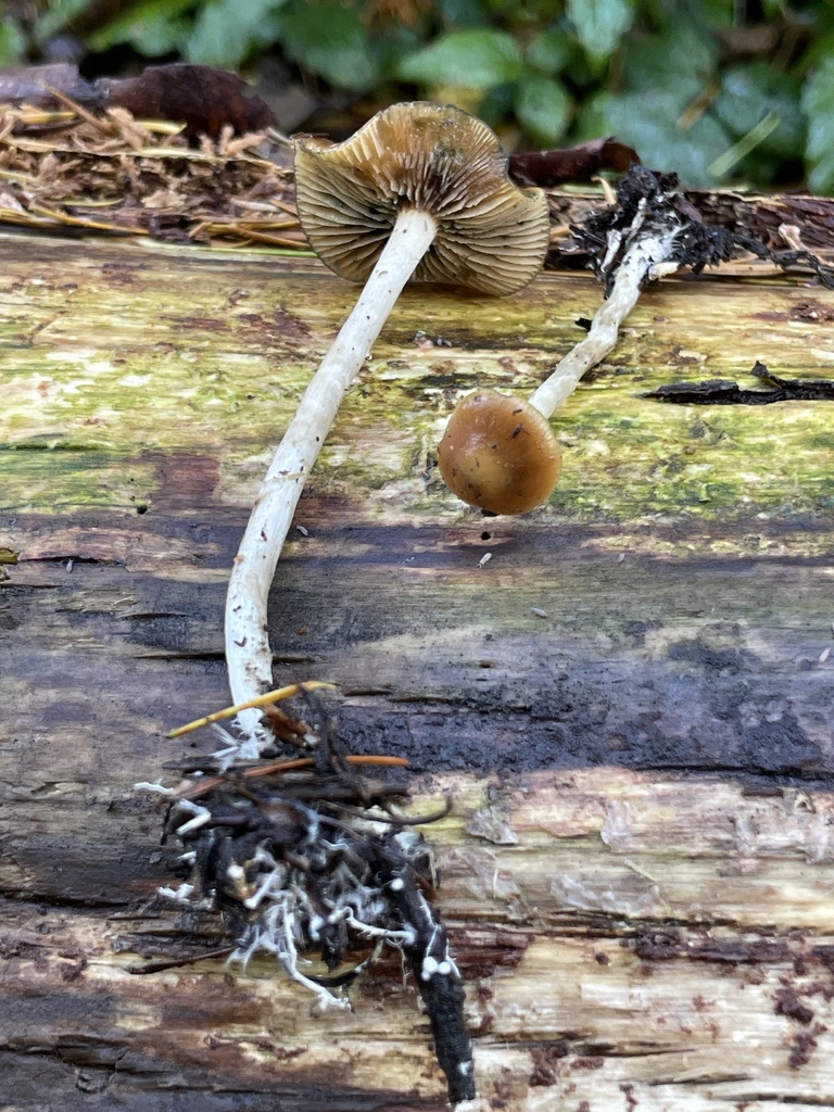 Wavy Cap in November 2023 by ym_wang_pnw · iNaturalist