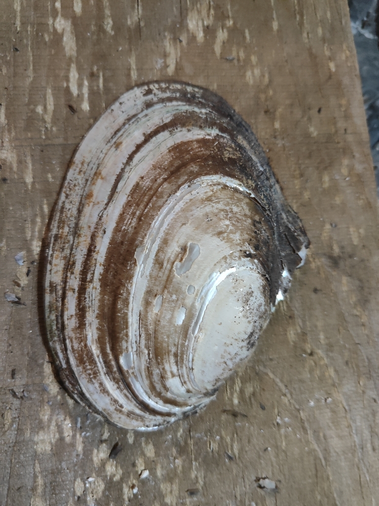 Pink Papershell from James River Diversion, Unit #1 boat ramp on ...