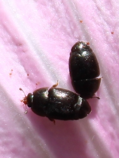Pollen Beetles from Smiths Lake NSW 2428, Australia on November 8, 2023 ...