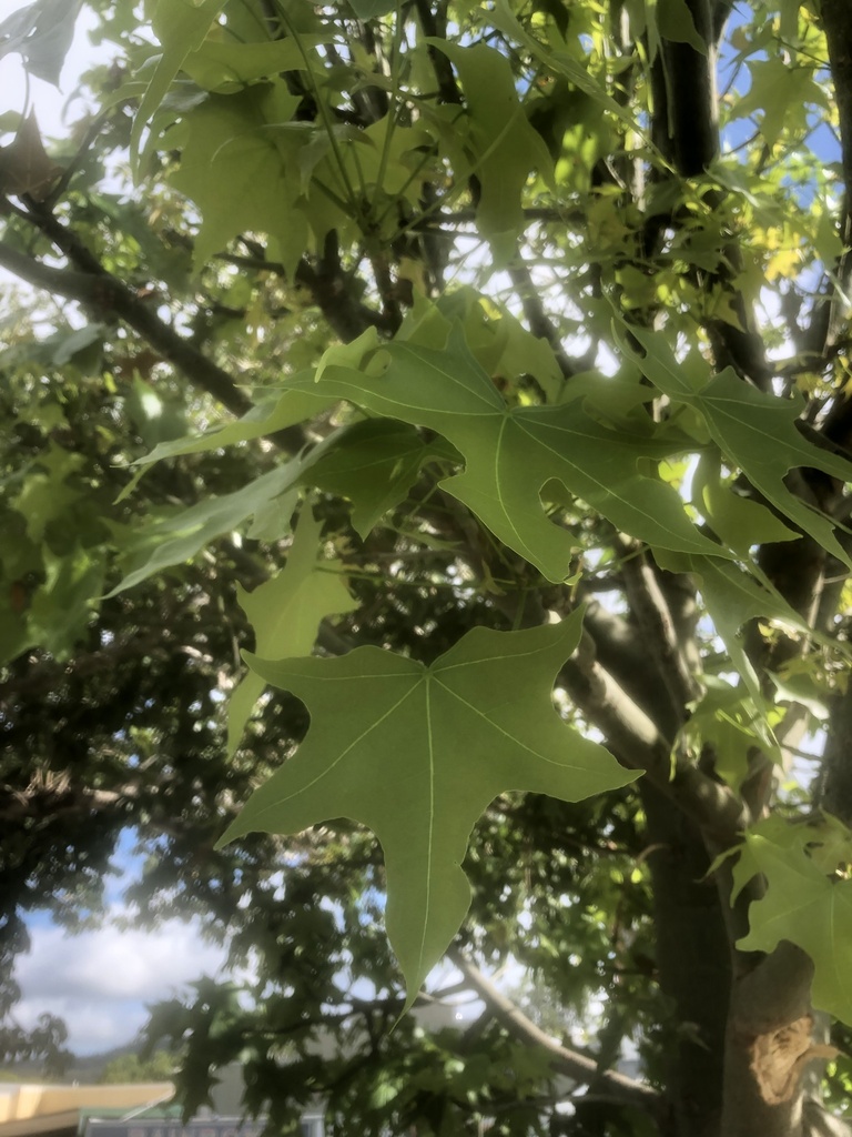 plants from Morgan St, Mount Morgan, QLD, AU on March 23, 2022 at 08:55 ...