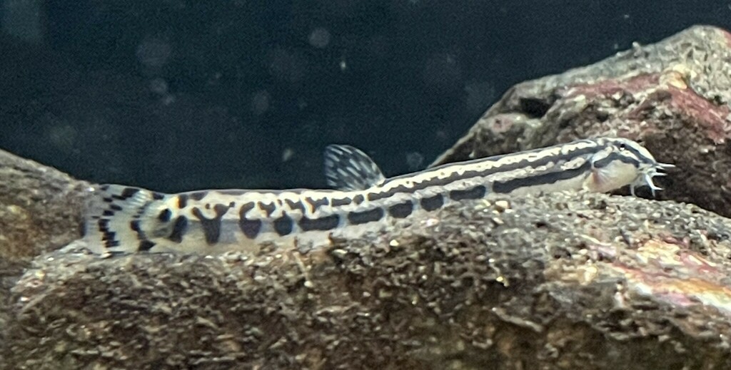 (Cobitis takatsuensis) - Marine Life Identification