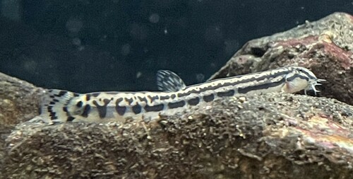 Cobitis takatsuensis · iNaturalist Canada