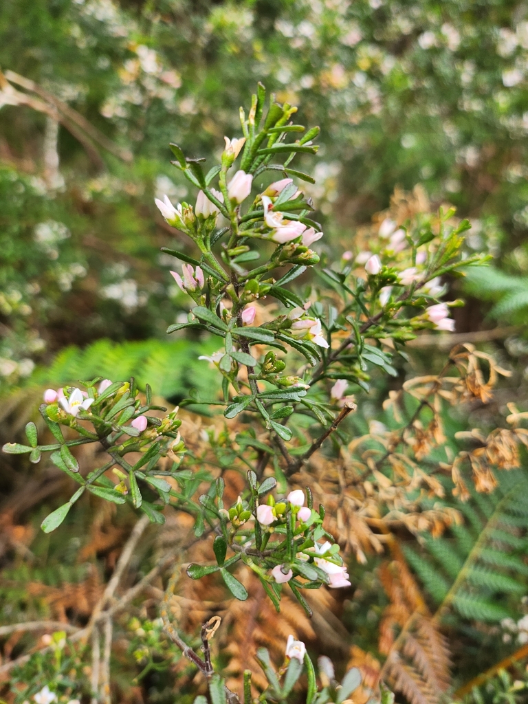 Cyanothamnus anemonifolius variabilis from Surprise Bay TAS 7256 ...