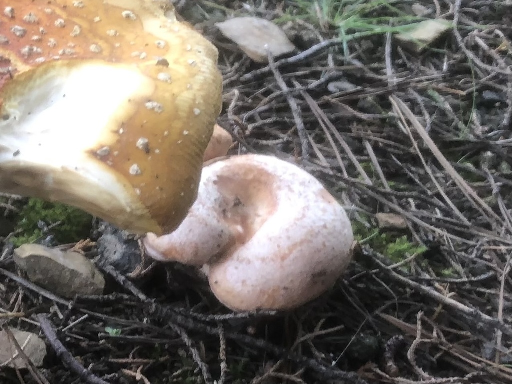 Fungi Including Lichens from Hume Highway, Sutton Forest, NSW, AU on ...