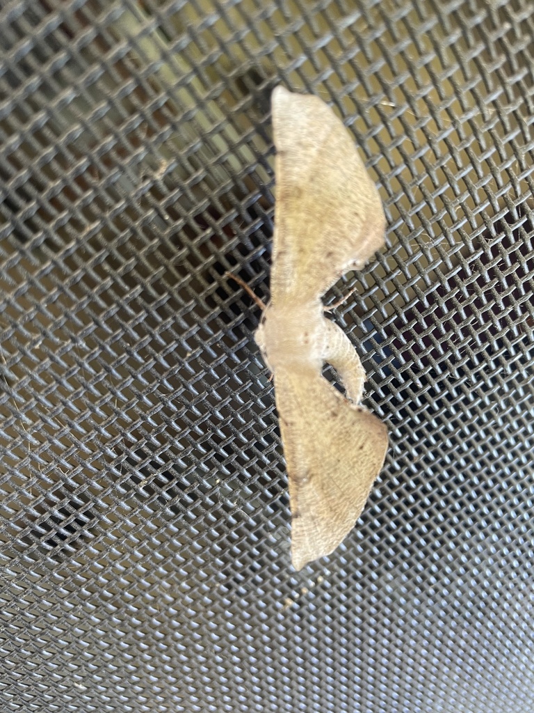 Broken Leaf Moth from Loch Garry Rd, Bunbartha, VIC, AU on November 1 ...