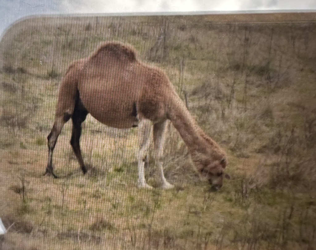 Dromedary Camel from Mount Marsden, NSW, AU on November 4, 2023 at 10: ...