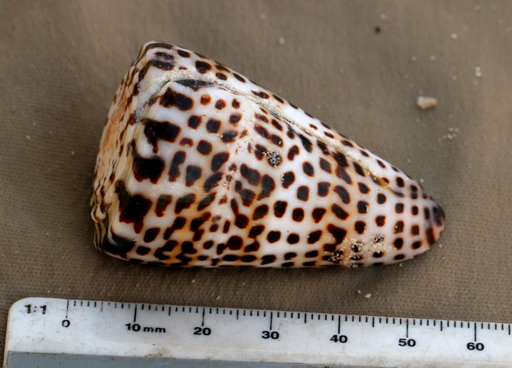 Lettered Cone from Augusta Is., Raja Ampat Regency, West Papua ...