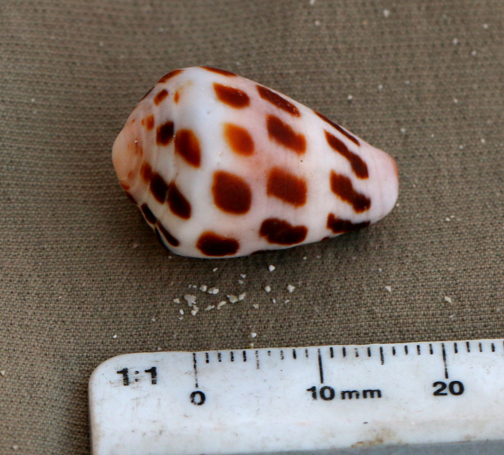 Black-and-white Cone Snail from Augusta Is., Raja Ampat Regency, West ...