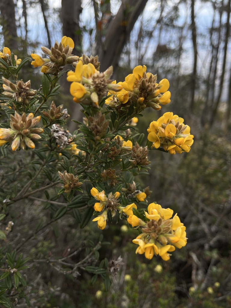 golden shaggy-pea (Oxylobium ellipticum) - Botanical Realm