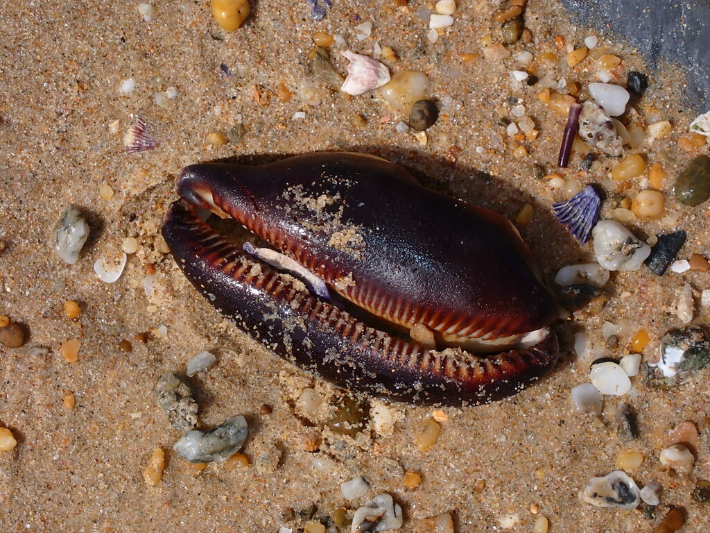 Mole Cowrie from Coffs Harbour, NSW, Australia on November 8, 2023 at ...