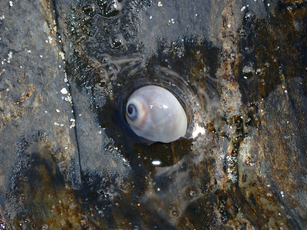 Conuber melastoma from Coffs Harbour, NSW, Australia on November 8 ...