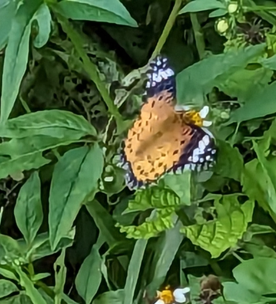 Chinese Tropical Fritillary from 901-2101, Japan on October 25, 2023 at ...