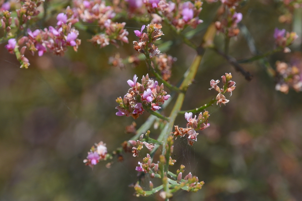 Jacksonia thesioides from Iron Range QLD 4892, Australia on October 24 ...