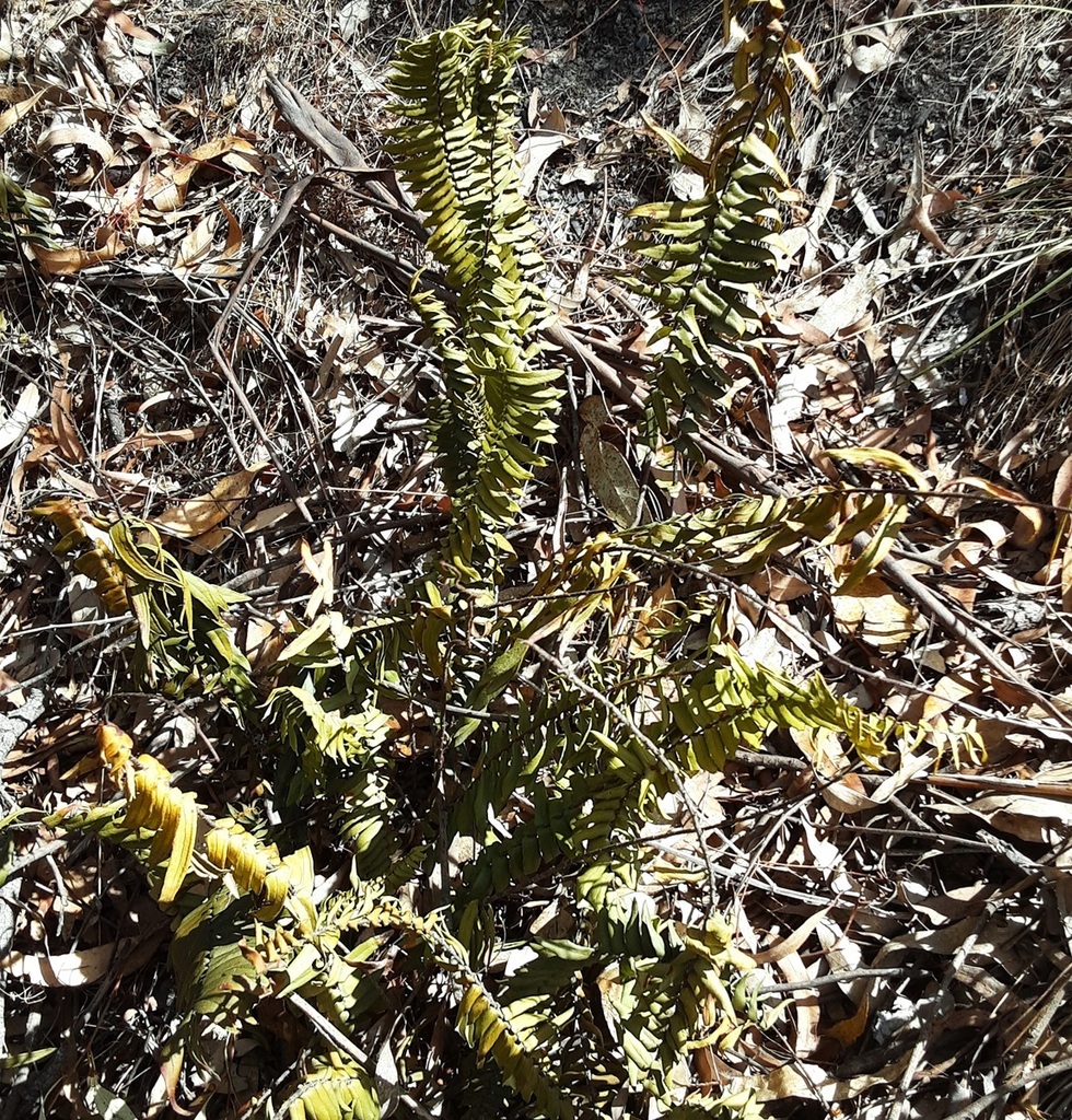 Sickle Fern from Glen Davis NSW 2846, Australia on November 7, 2023 at ...