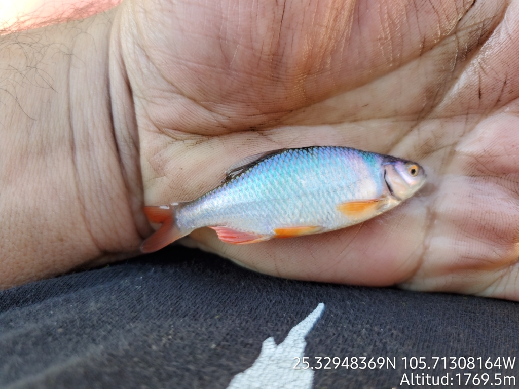 Red Shiner from 35610 Dgo., México on December 31, 2018 at 06:59 PM by ...