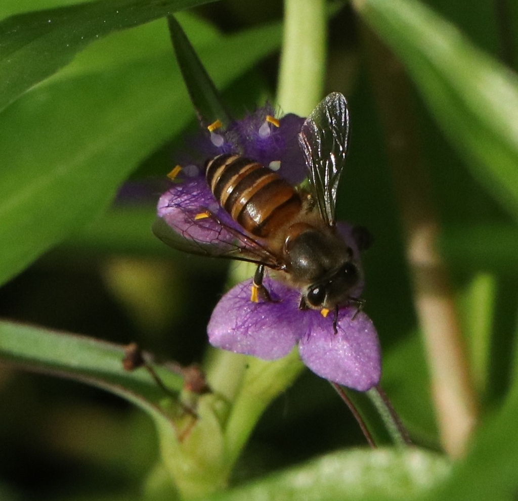Indian Honey Bee from Kattampally on August 15, 2023 at 08:32 AM by ...