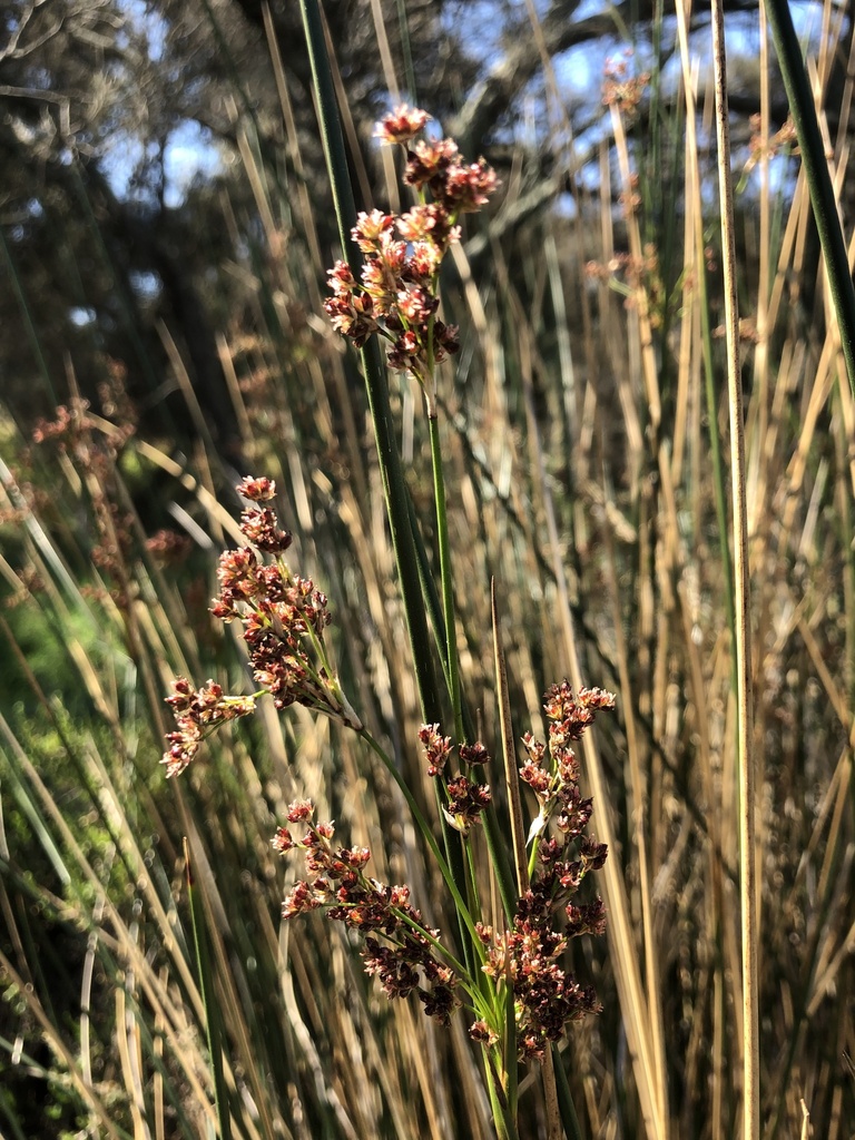 Sea Rush from Koombana Park, Bunbury, WA, AU on November 8, 2023 at 02: ...