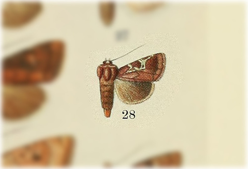 Eriopyga ropilla · iNaturalist Mexico