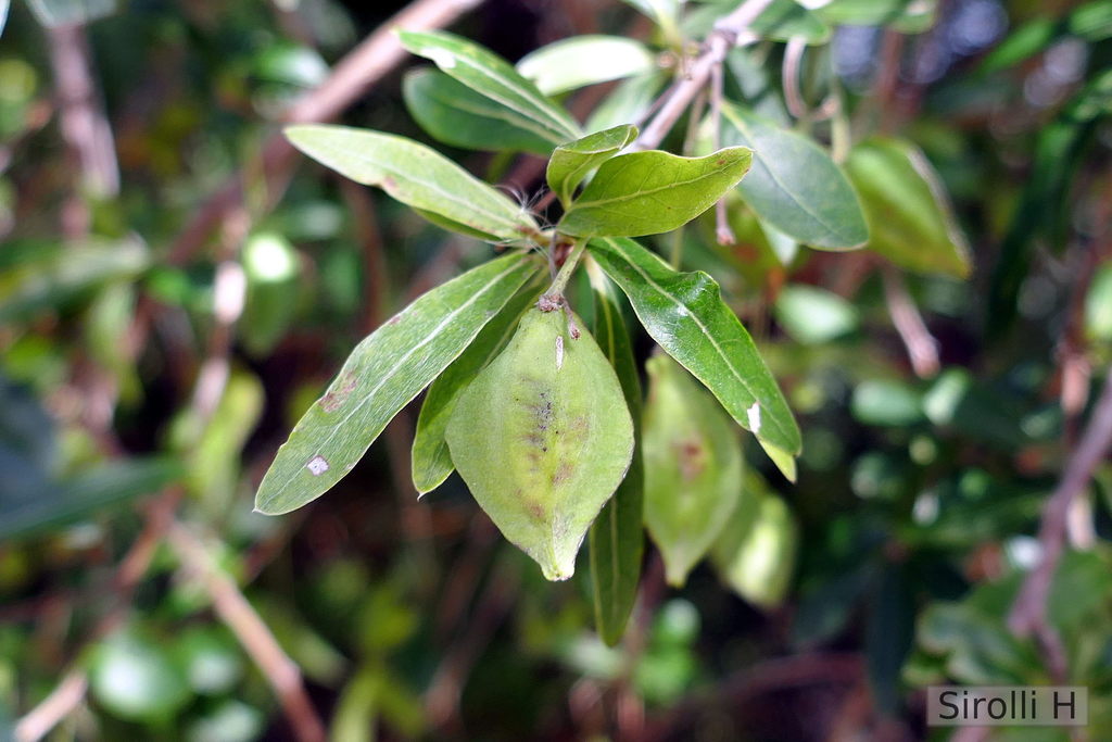 (Terminalia australis) - Botanical Realm