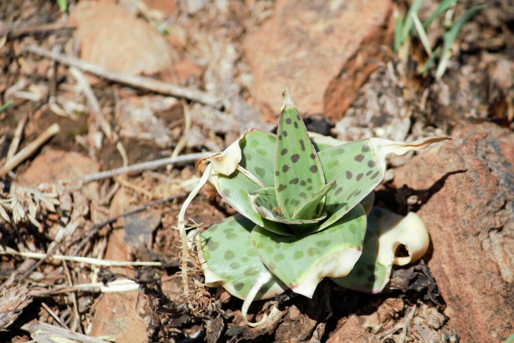 wild African hyacinth from West Rand District Municipality, South ...
