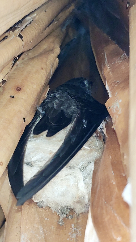 Asian Palm Swift (Cypsiurus balasiensis) - Avian Discovery