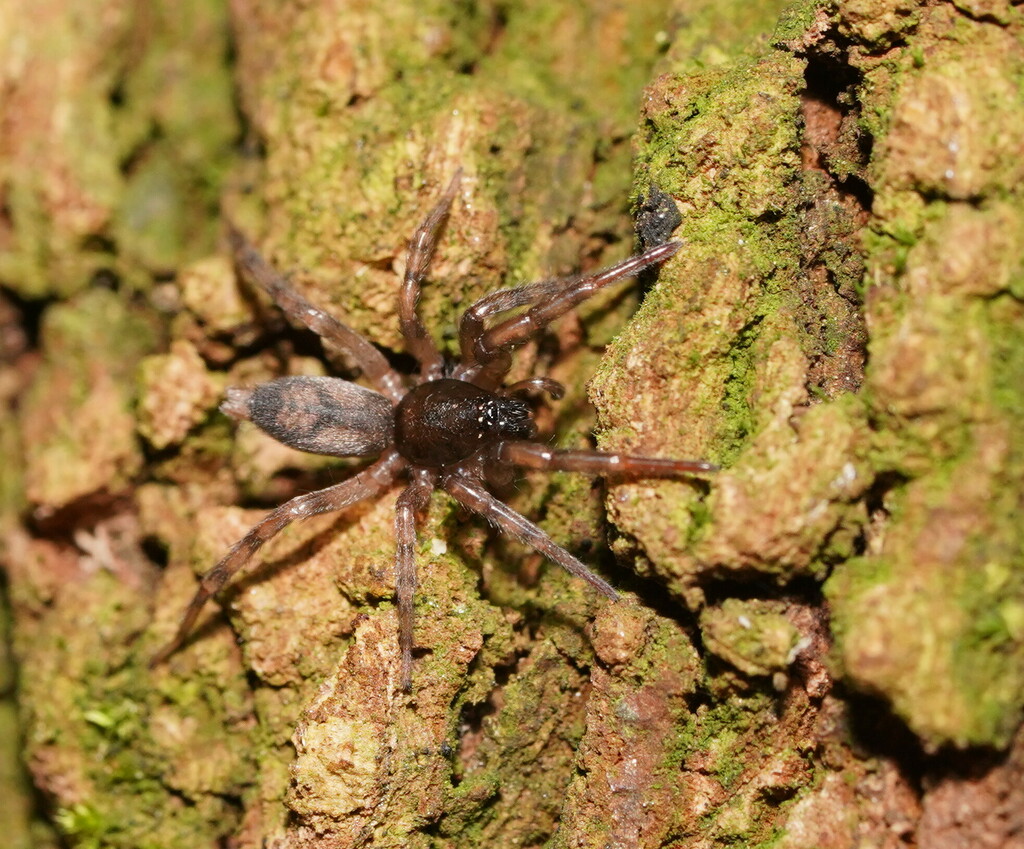 Intruda signata from Olinda VIC 3788, Australia on November 6, 2023 at ...