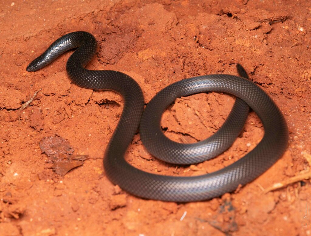 Southern Stiletto Snake from Mulanje, Malawi on November 5, 2023 at 10: ...