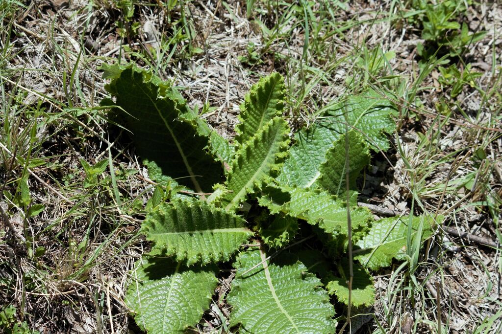 Rasp African Thistle from West Rand District Municipality, South Africa ...