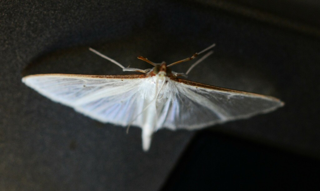 Jasmine Moth from 83700 Saint-Raphaël, France on November 8, 2023 at 11 ...