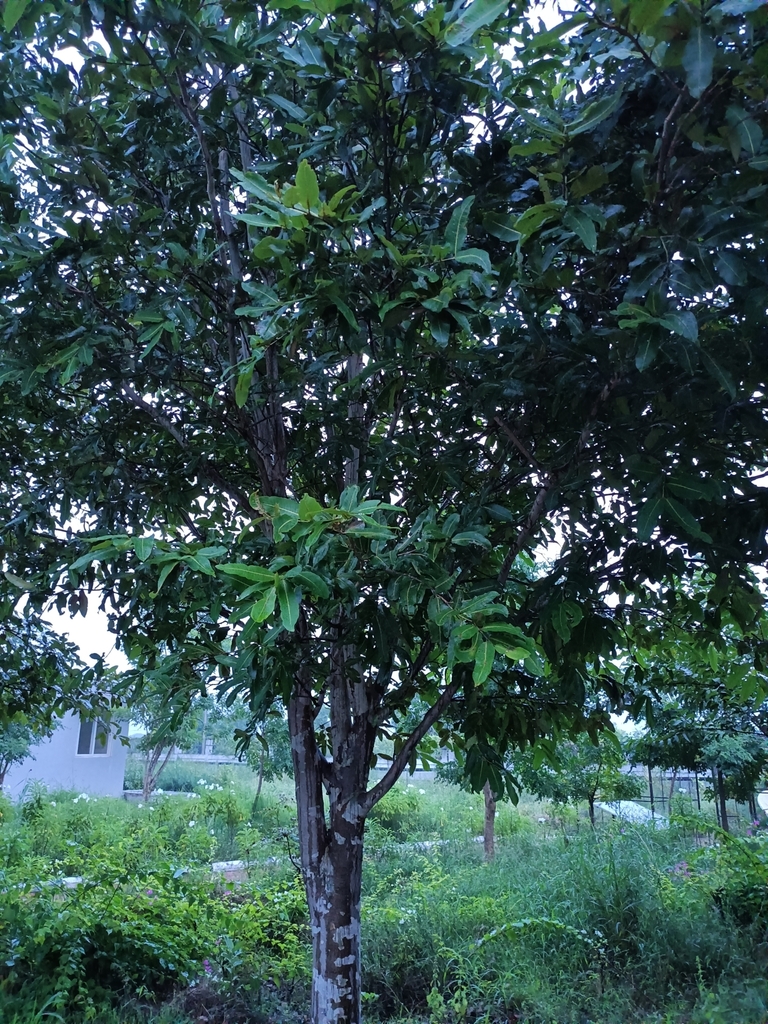 Arjun tree from PH5V+3WV, Chindepalle, Andhra Pradesh 517619, India on ...