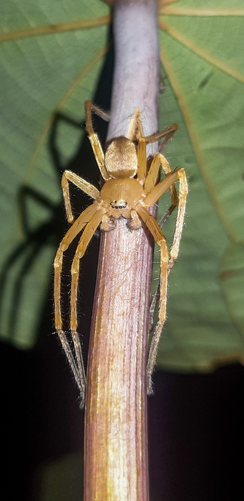 Golden Huntsman Spiders from Casili on May 23, 2020 at 08:41 PM by ...