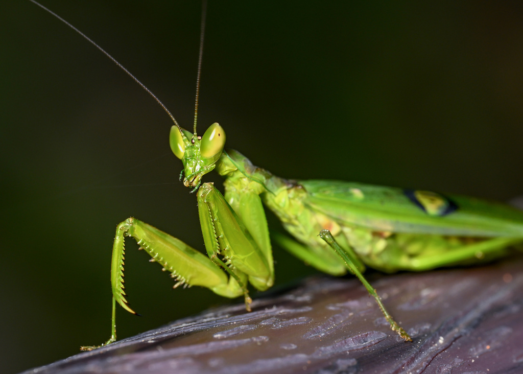 Jeweled Flower Mantis from Yan Yee Rd, Sai Kung, New Territories, HK on ...