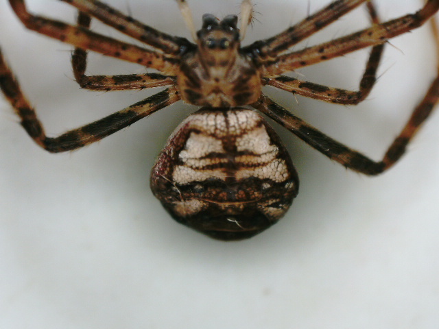 Argiope intricata from 2GQC+JC5, Talomo, Davao City, 8000 Davao del Sur ...