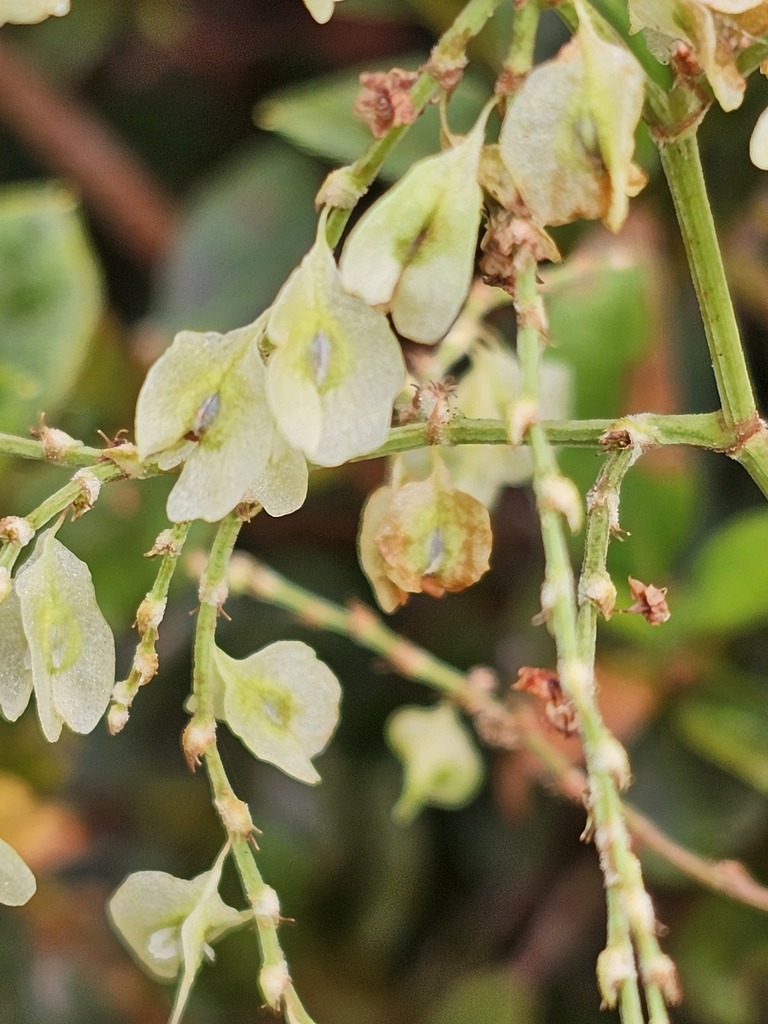 tuber fleeceflower from 336台灣桃園市復興區 on November 8, 2023 at 02:35 PM by ...