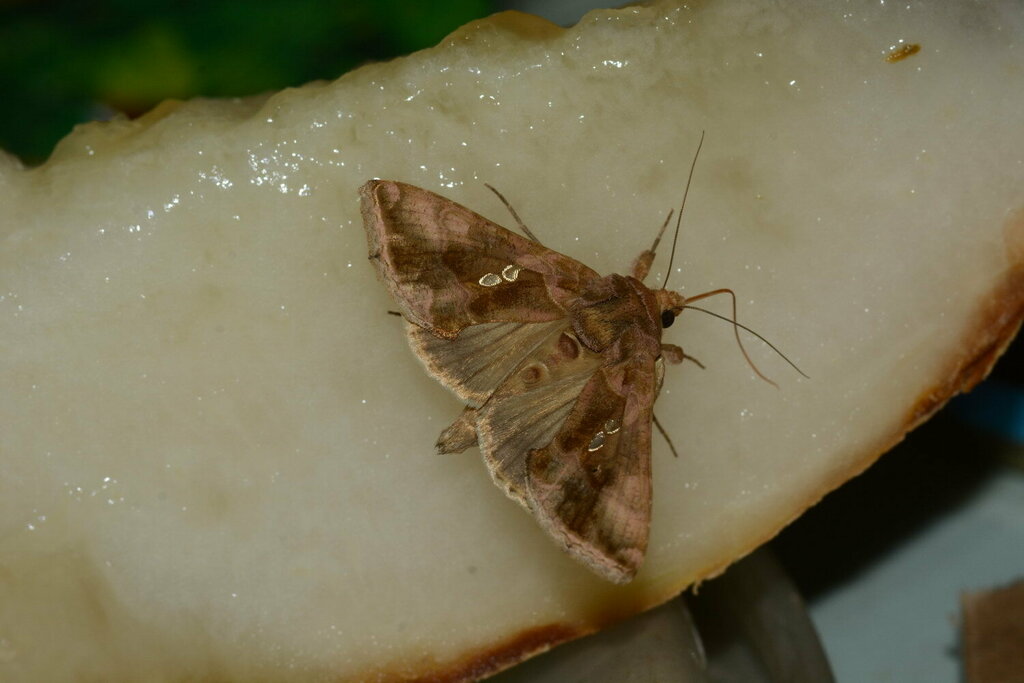 Tomato Looper from Аксыйский район, Кыргызстан on October 7, 2023 at 06 ...