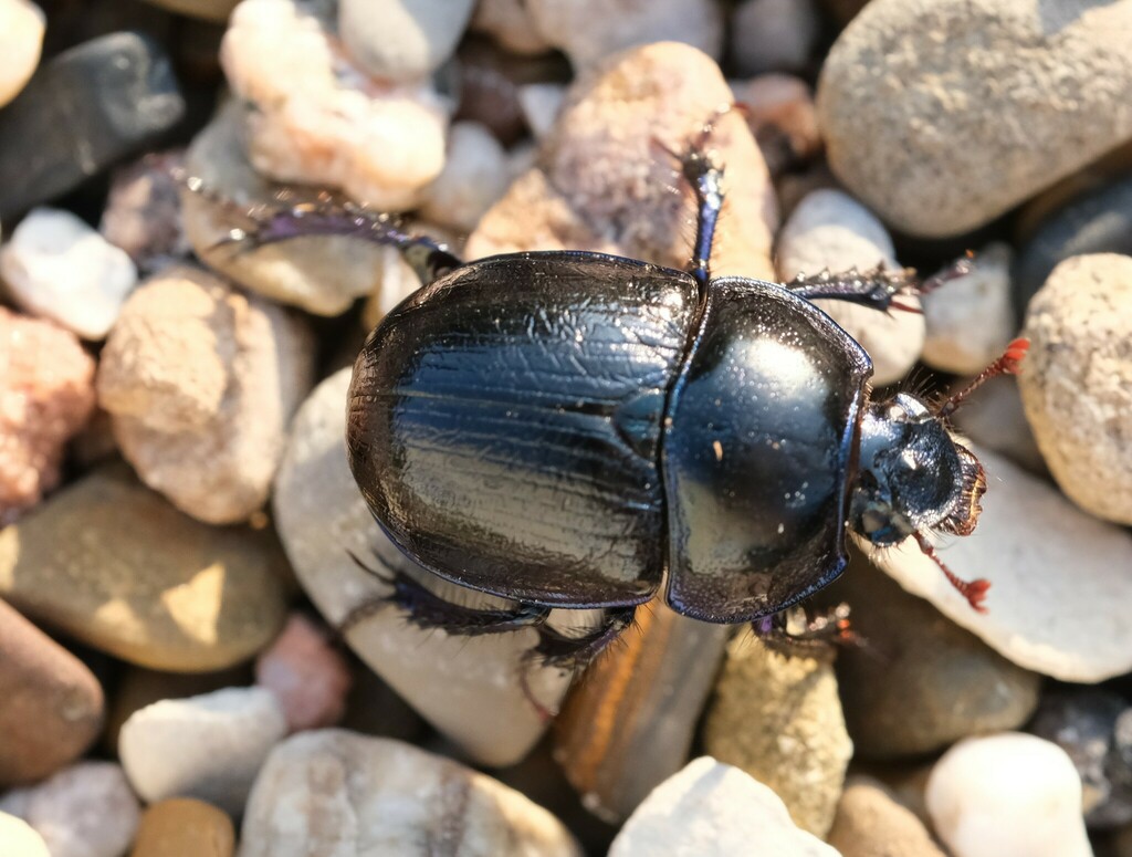 Woodland Dor Beetle from 29646 Bispingen, Deutschland on August 24 ...