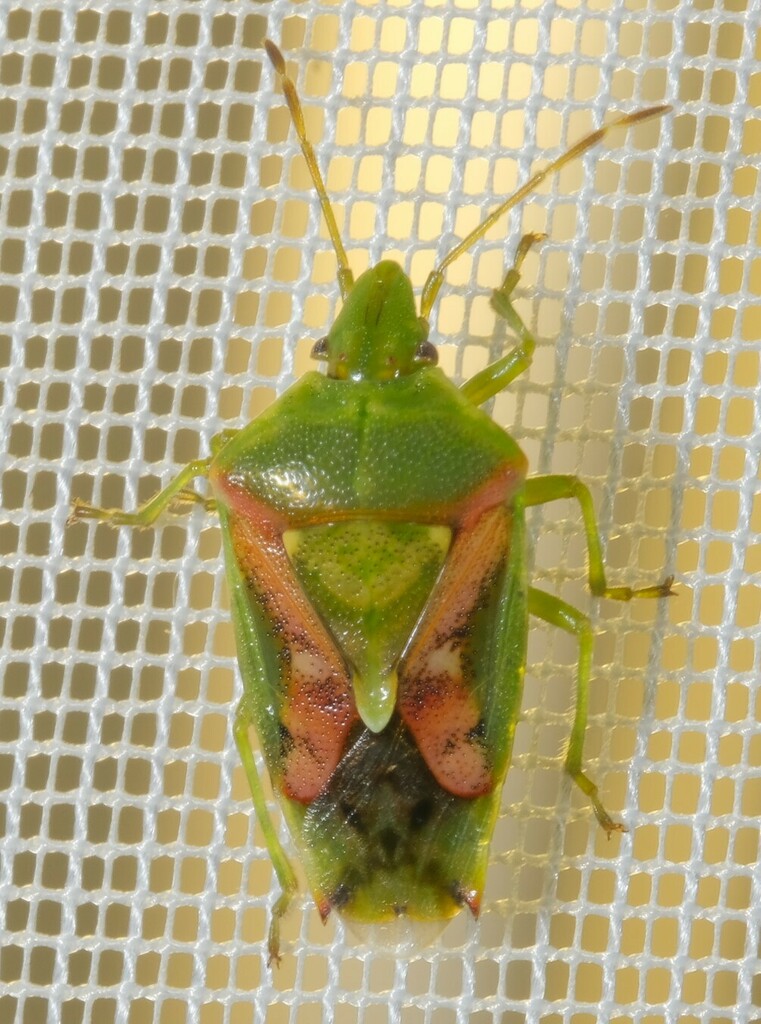 Juniper Shield Bug from Lindhorst, Deutschland on August 3, 2022 at 10: ...