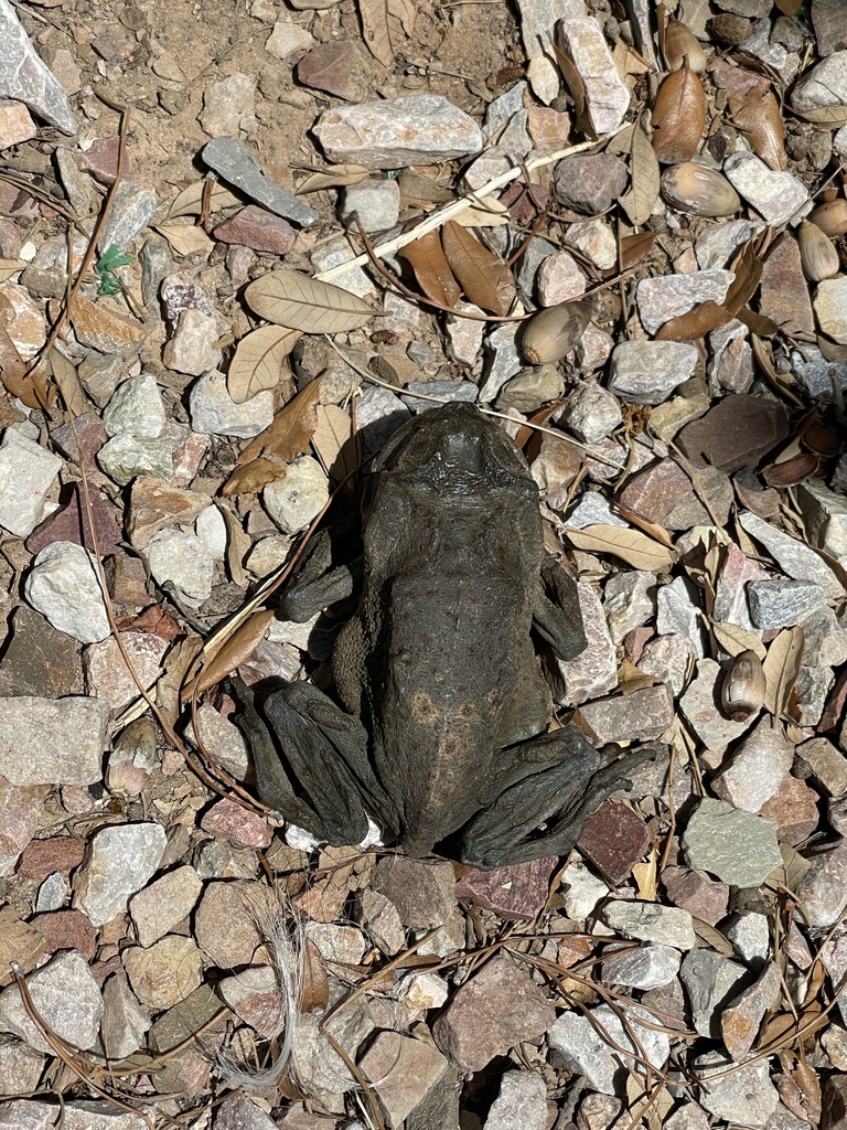 Sonoran Desert Toad from Safford, AZ, US on July 26, 2023 at 11:22 AM ...