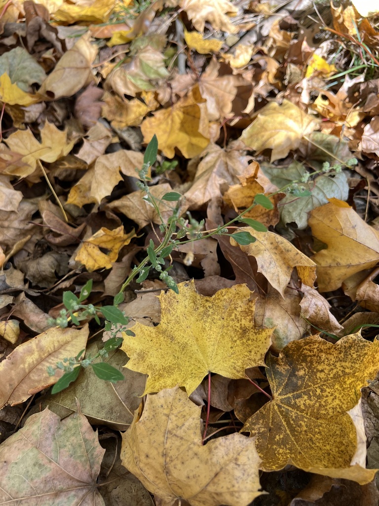 Common Lambsquarters from Marshall-Shadeland, Pittsburgh, PA, USA on ...