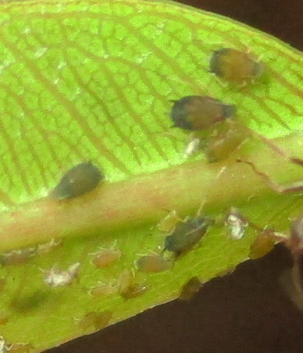 Aphids from Serowe Botswana on November 7, 2023 by Botswanabugs. on ...