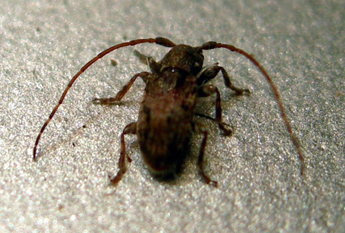 Genus Oectropsis · iNaturalist