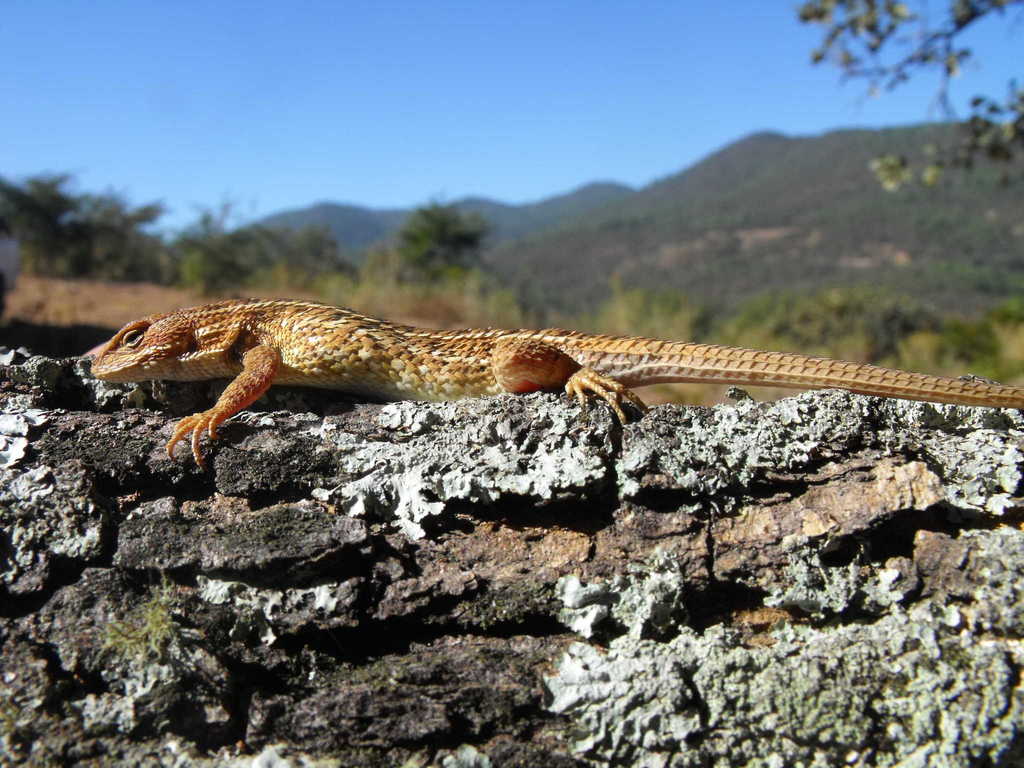 Bunch Grass Lizard from sierra de quila jalisco on December 12, 2010 by ...