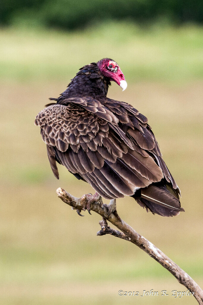 Turkey Vulture from Refugio County, TX, USA on May 15, 2012 at 05:26 PM ...