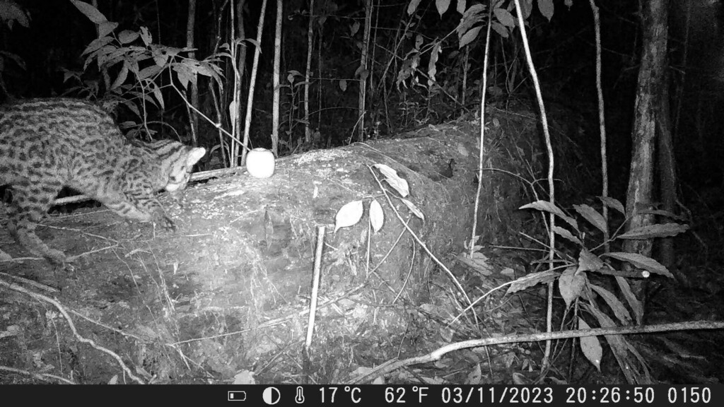 Southern Tigrina in November 2023 by miscbr · iNaturalist