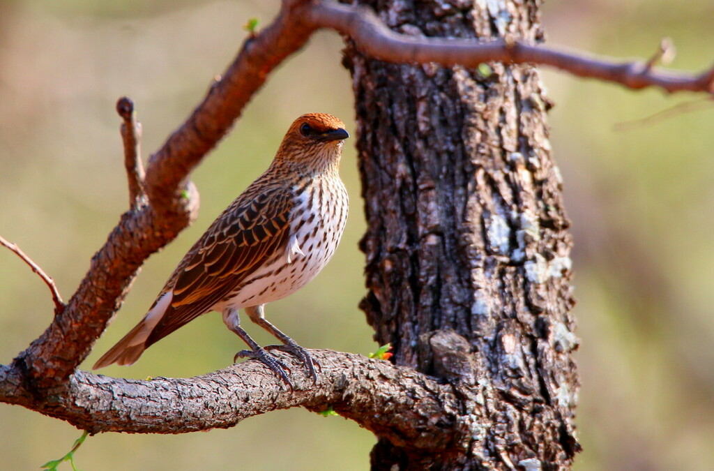 Plum-colour Starling from Ehlanzeni District Municipality, South Africa ...