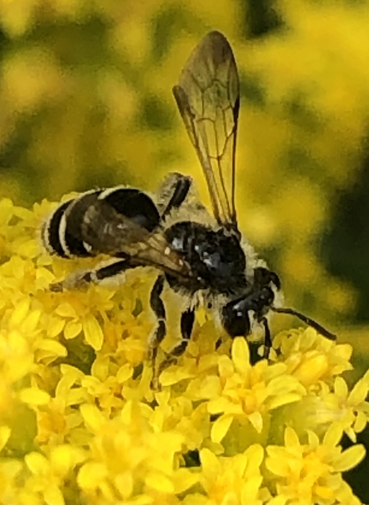 Cloudy-winged Mining Bee from Hubbard Ave, Saint Paul, MN, US on August ...