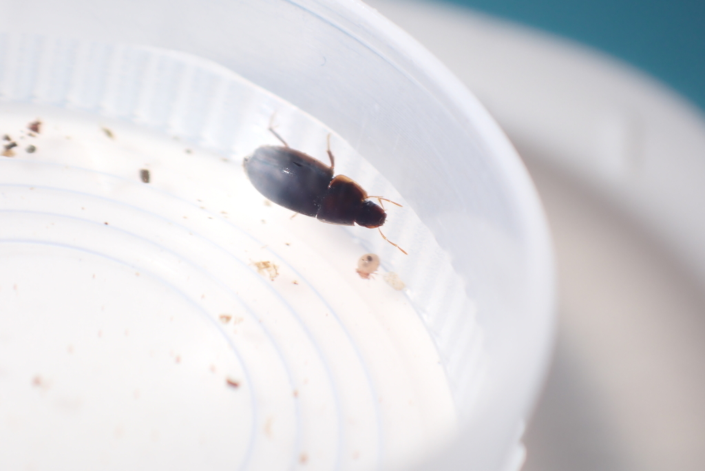 Helochares in November 2023 by Yui Hong Chiu · iNaturalist