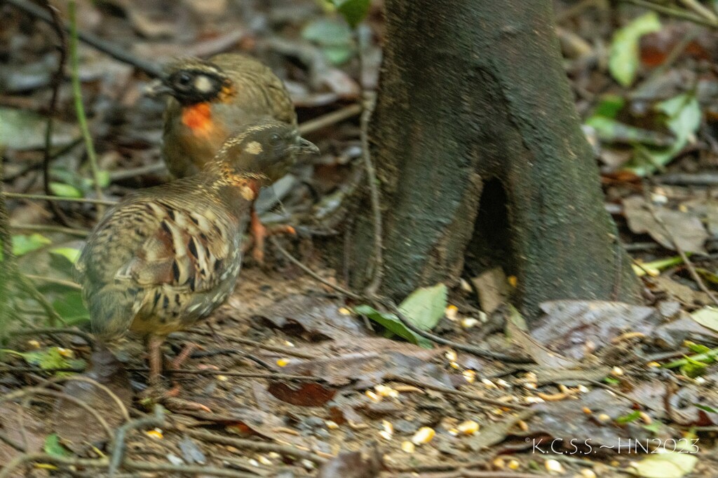 Hainan Partridge in August 2023 by kcss. English Name: Hainan Partridge ...