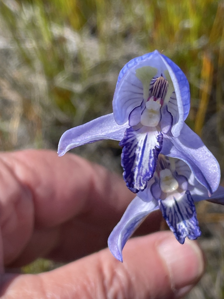 Early Blue Disa from Table Mountain National Park, Cape Point, WC, ZA ...
